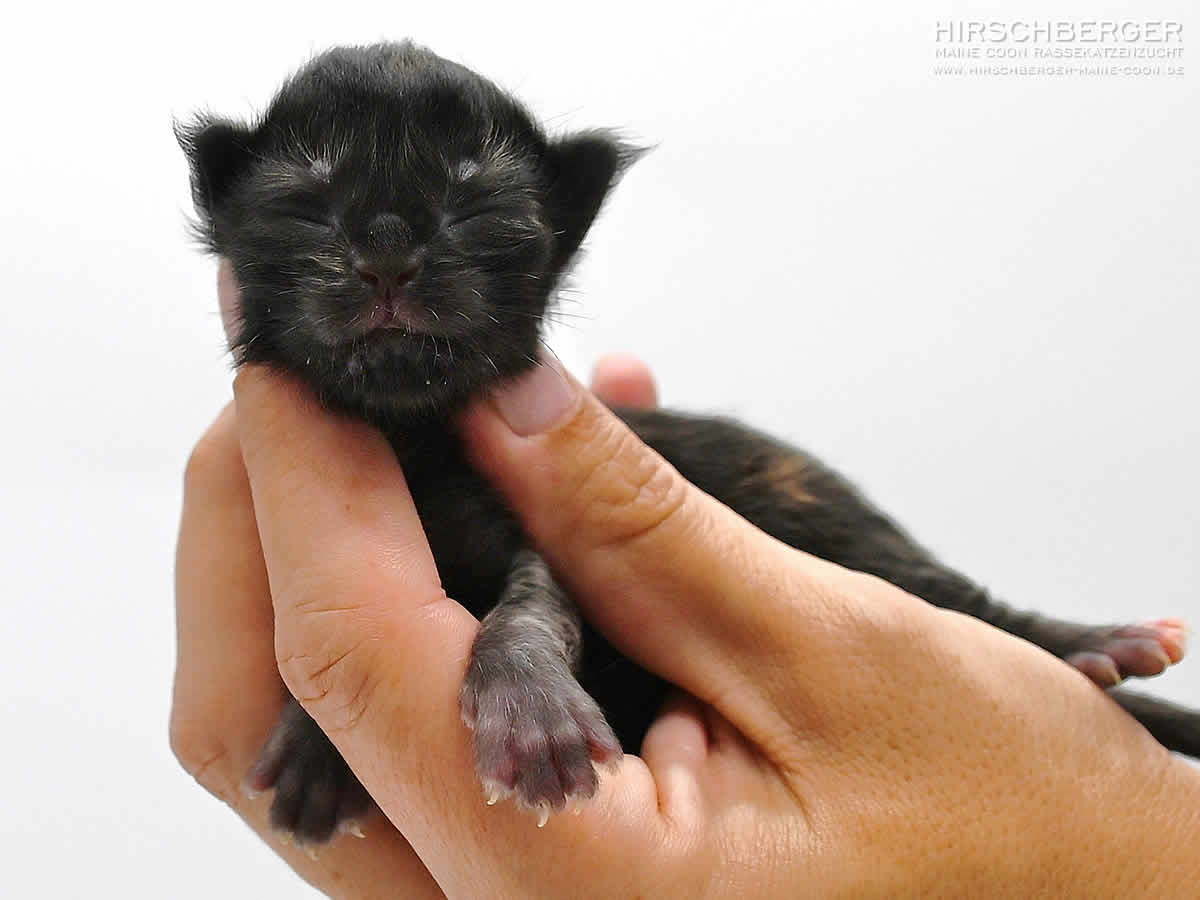 Maine Coon Baby Iris ⋆ Hirschberger Maine Coon Zucht