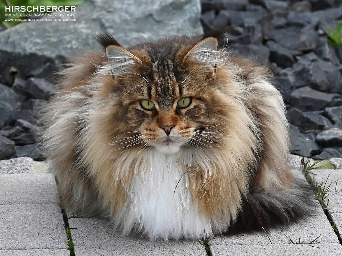 Traumhafte Main Coon Katze ⋆ Bonny ⋆ Züchter Bayern