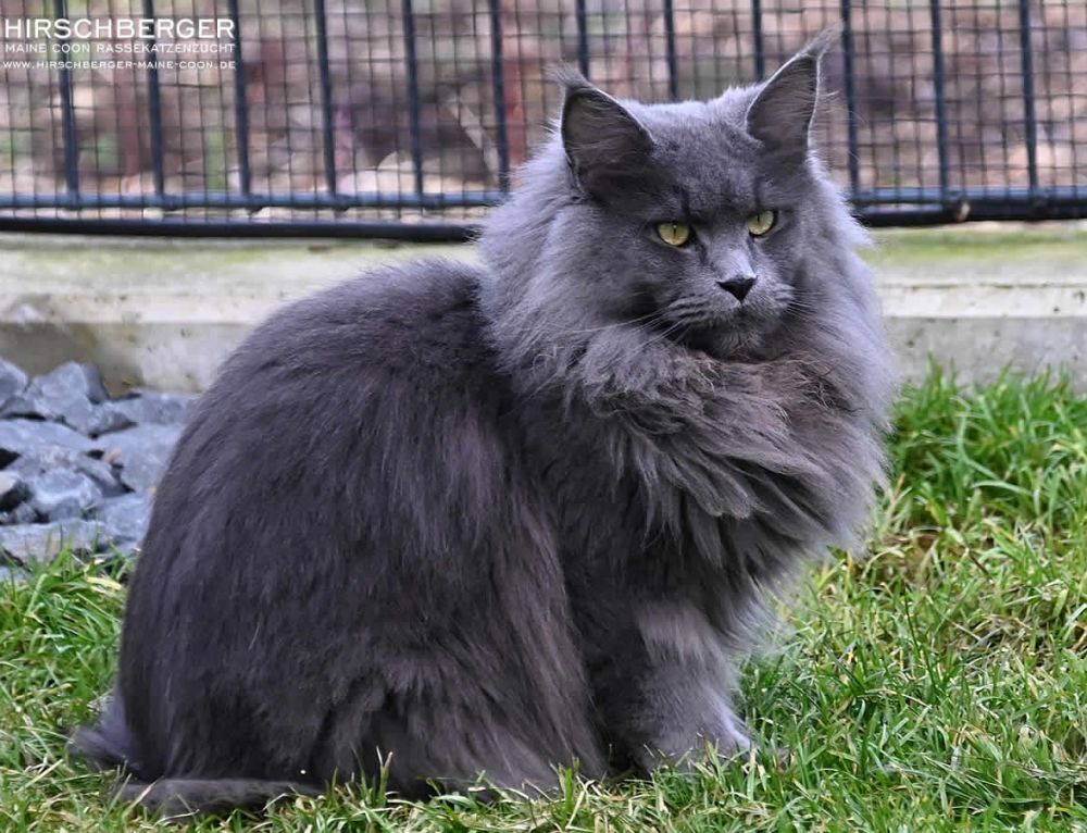 Maine Coon Katze ⋆ Oxana ⋆ Maine Coon Züchter Deutschand