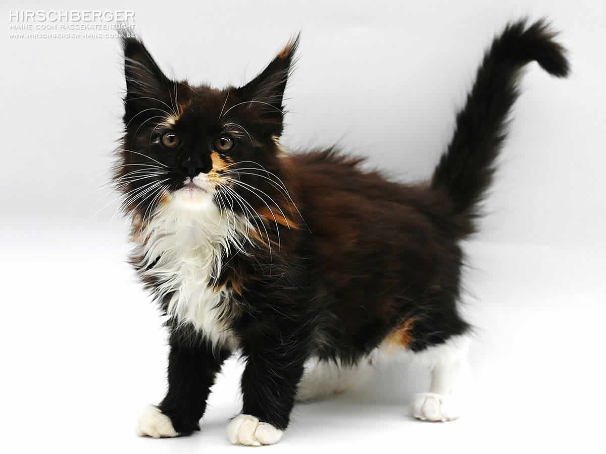 Hirschberger Maine Coon Zucht ⋆ Maine Coon Katze ⋆ Jana
