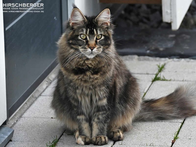 Maine Coon Kitten kaufen ⋆ Merlin ⋆ Maine Coon Züchter