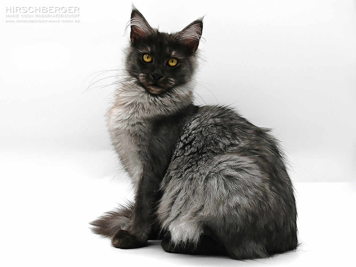 Fellfarben der Katze ⋆ Fellzeichnung ⋆ Maine Coon Züchter