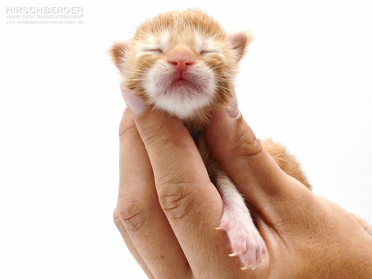 Das süsse Katzenbaby Eleanor ⋆ Hirschberger Maine Coon Zucht