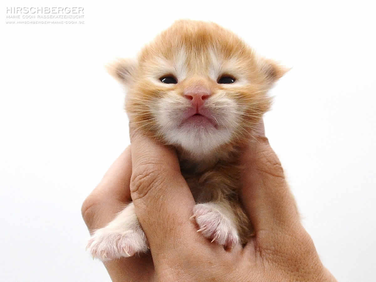 Das süsse Katzenbaby Eleanor ⋆ Hirschberger Maine Coon Zucht