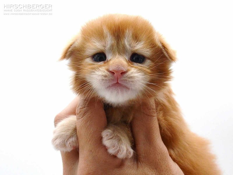 Das süsse Katzenbaby Eleanor ⋆ Hirschberger Maine Coon Zucht