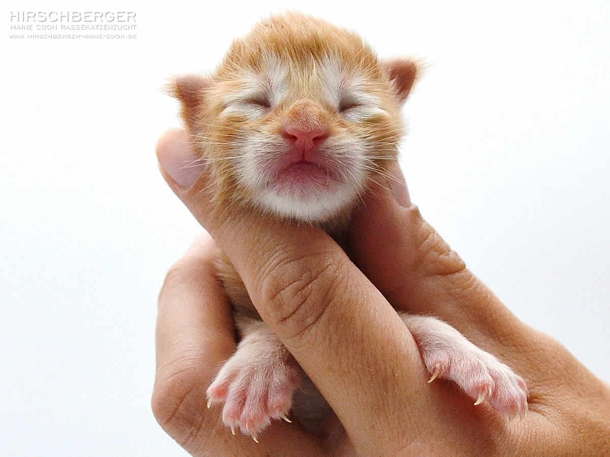 Maine Coon Baby Elsa ⋆ Hirschberger Maine Coon Zucht