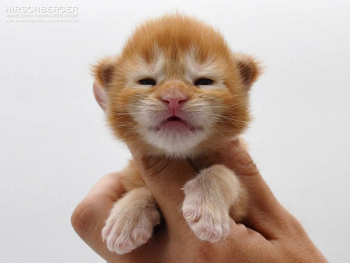 Maine Coon Baby Elsa ⋆ Hirschberger Maine Coon Zucht