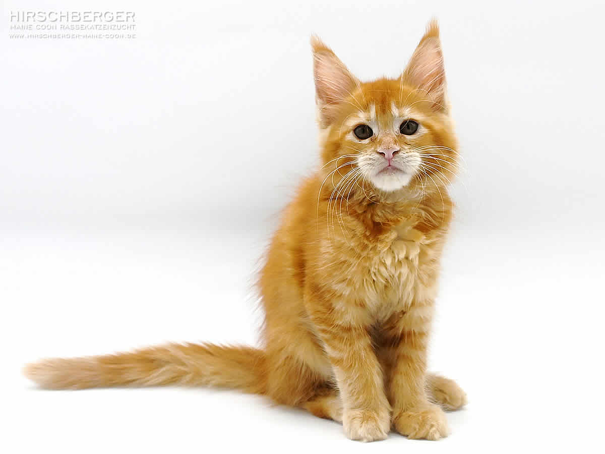 Maine Coon Baby Elsa ⋆ Hirschberger Maine Coon Zucht