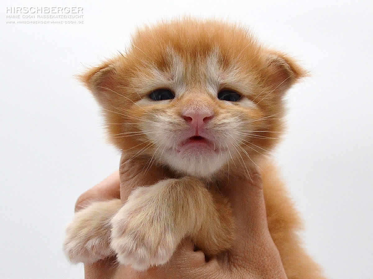 Maine Coon Baby Elsa ⋆ Hirschberger Maine Coon Zucht