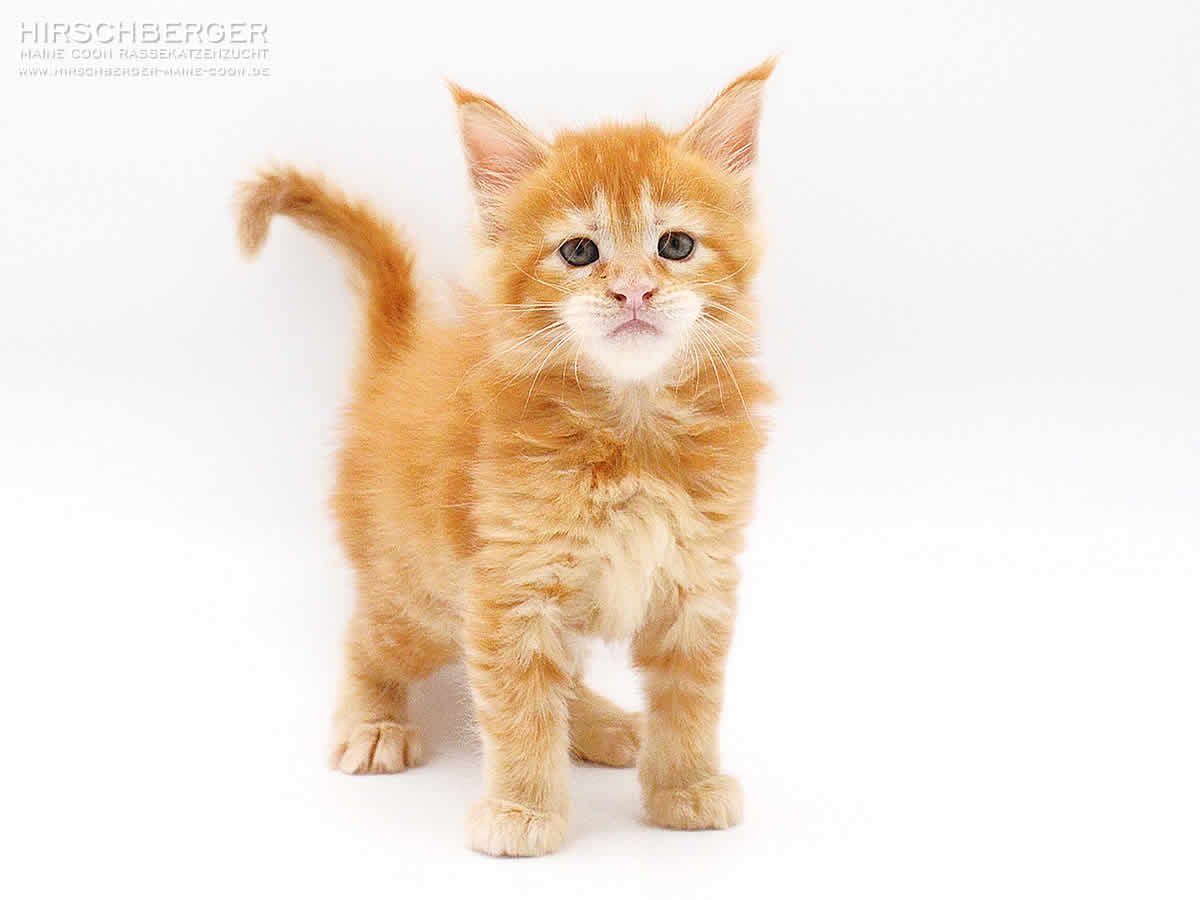 Maine Coon Baby Elsa ⋆ Hirschberger Maine Coon Zucht