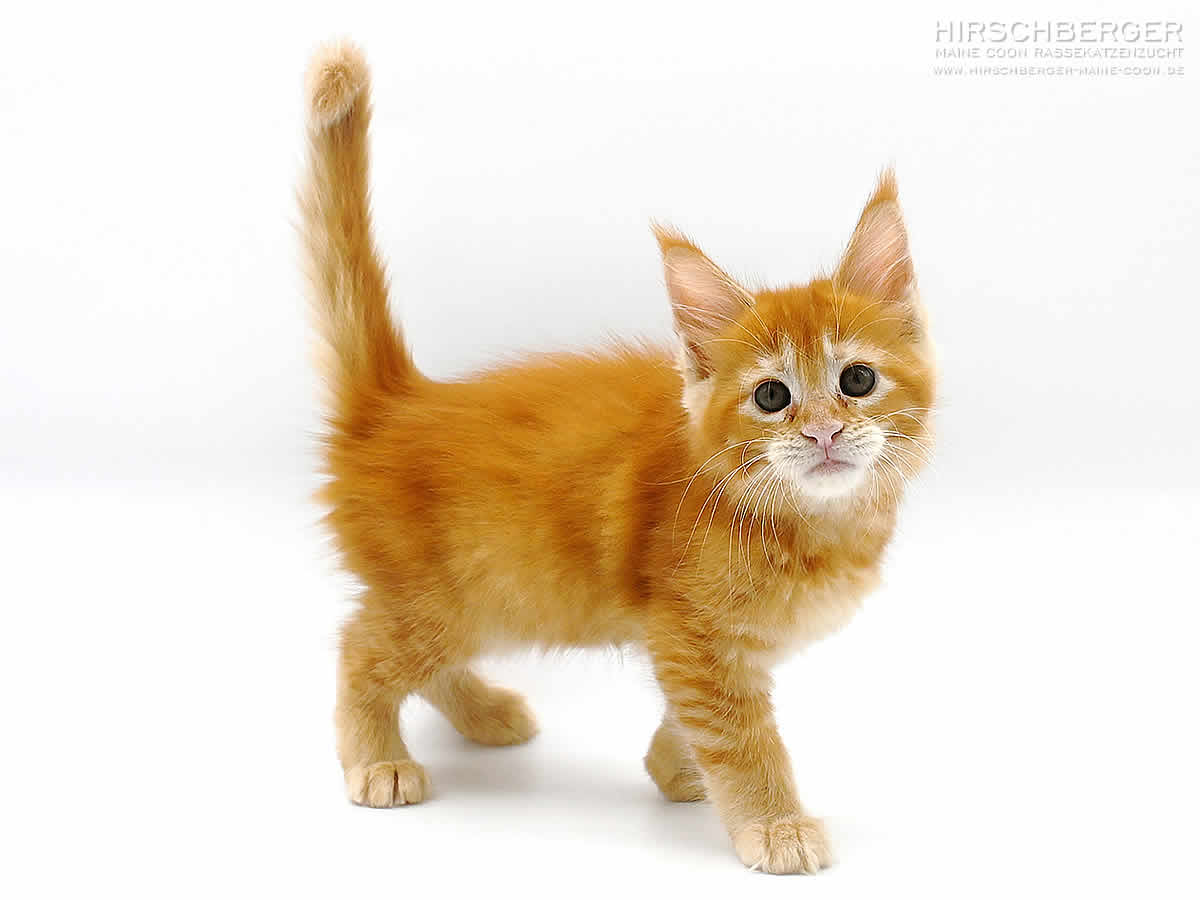 Maine Coon Baby Elsa ⋆ Hirschberger Maine Coon Zucht