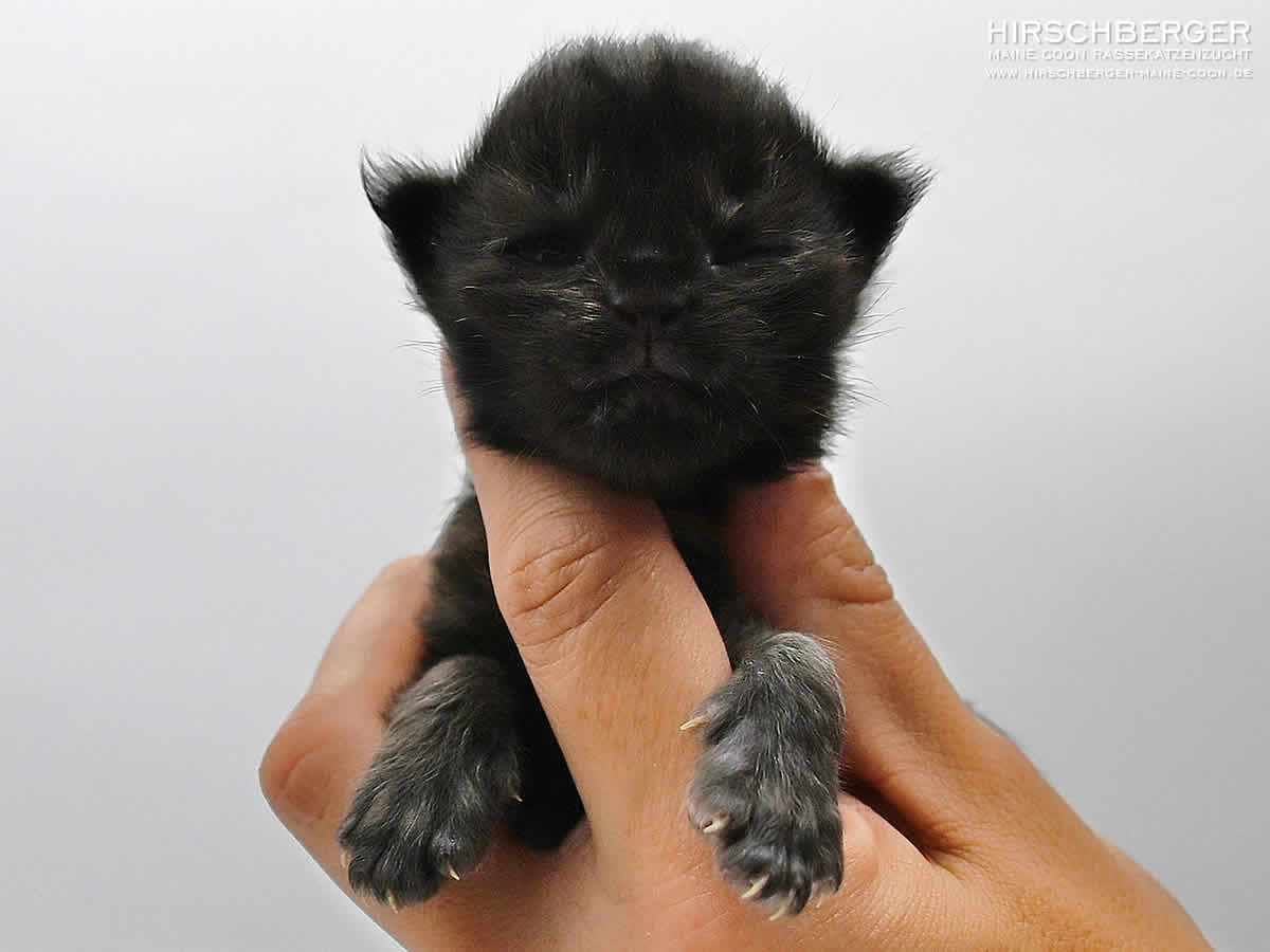 Maine Coon Baby Iris ⋆ Hirschberger Maine Coon Zucht