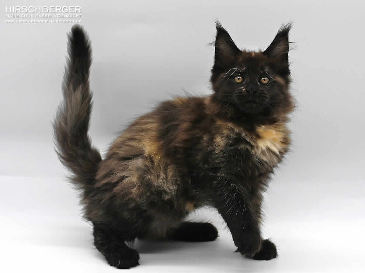 Bunte Maine Coon Babys ⋆ I-Wurf ⋆ Hirschberger Maine Coon