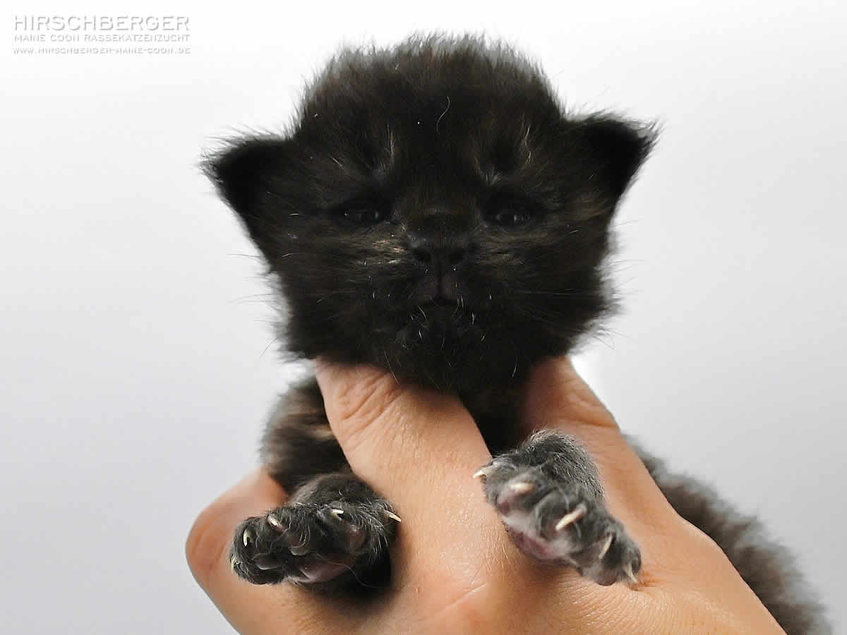 Maine Coon Baby Iris ⋆ Hirschberger Maine Coon Zucht