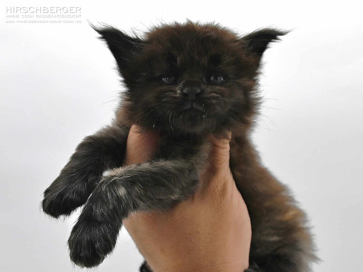 Maine Coon Baby Iris ⋆ Hirschberger Maine Coon Zucht
