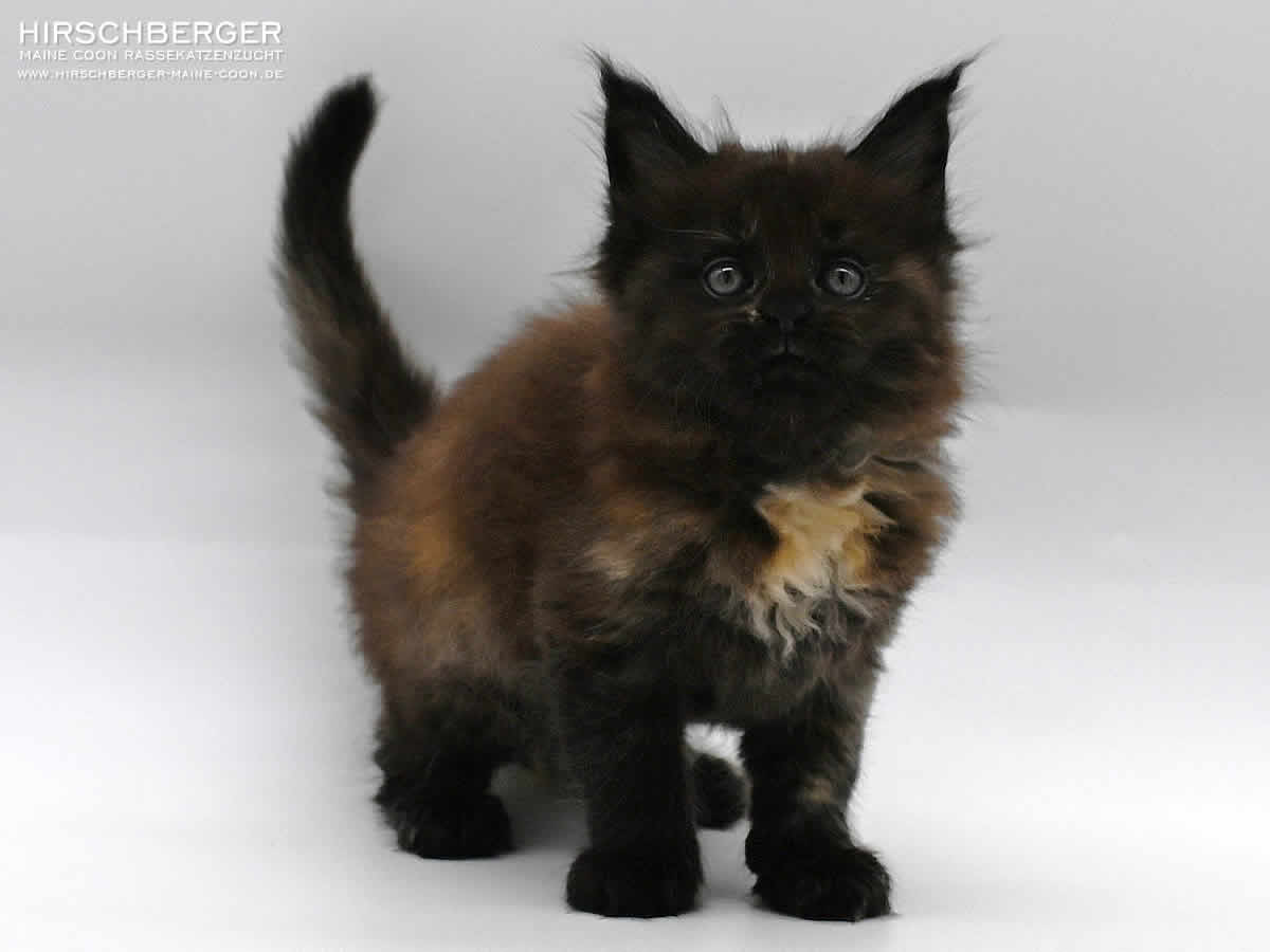 Maine Coon Baby Iris ⋆ Hirschberger Maine Coon Zucht