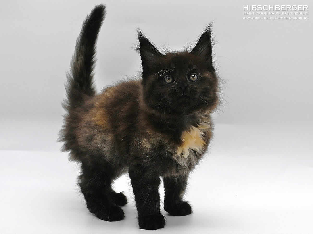 Maine Coon Baby Iris ⋆ Hirschberger Maine Coon Zucht