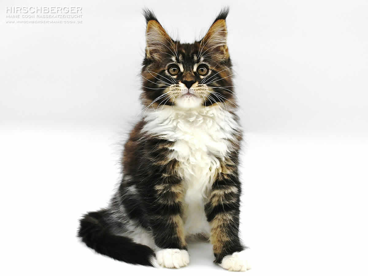 Katzenbaby black tabby white ⋆ Hirschberger Maine Coon