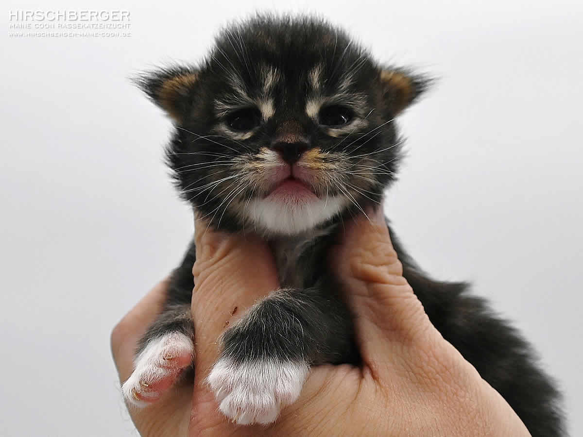 Katzenbaby black tabby white ⋆ Hirschberger Maine Coon