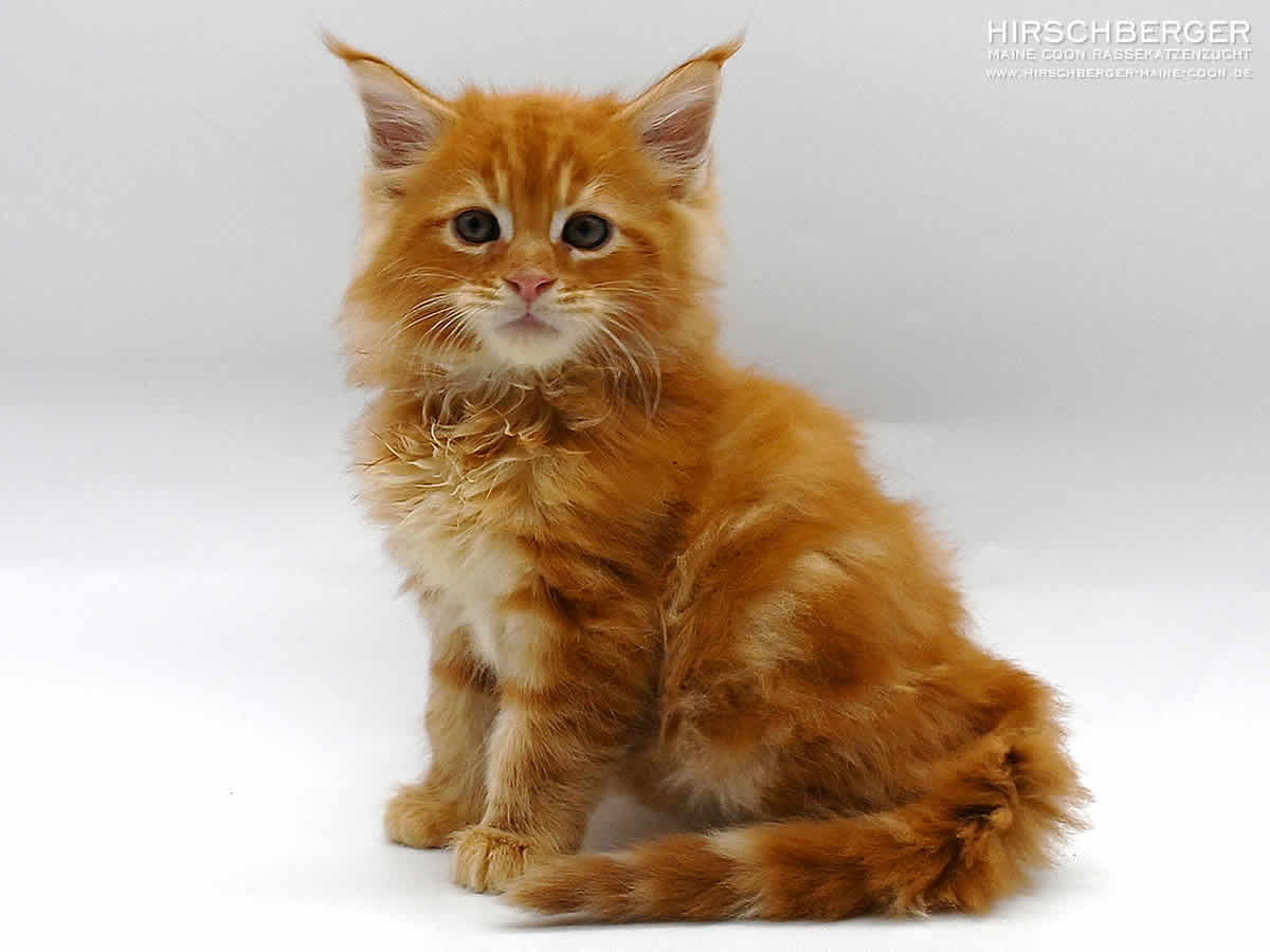 Rotes Maine Coon Baby - Jan ⋆ Seriöser Maine Coon Züchter