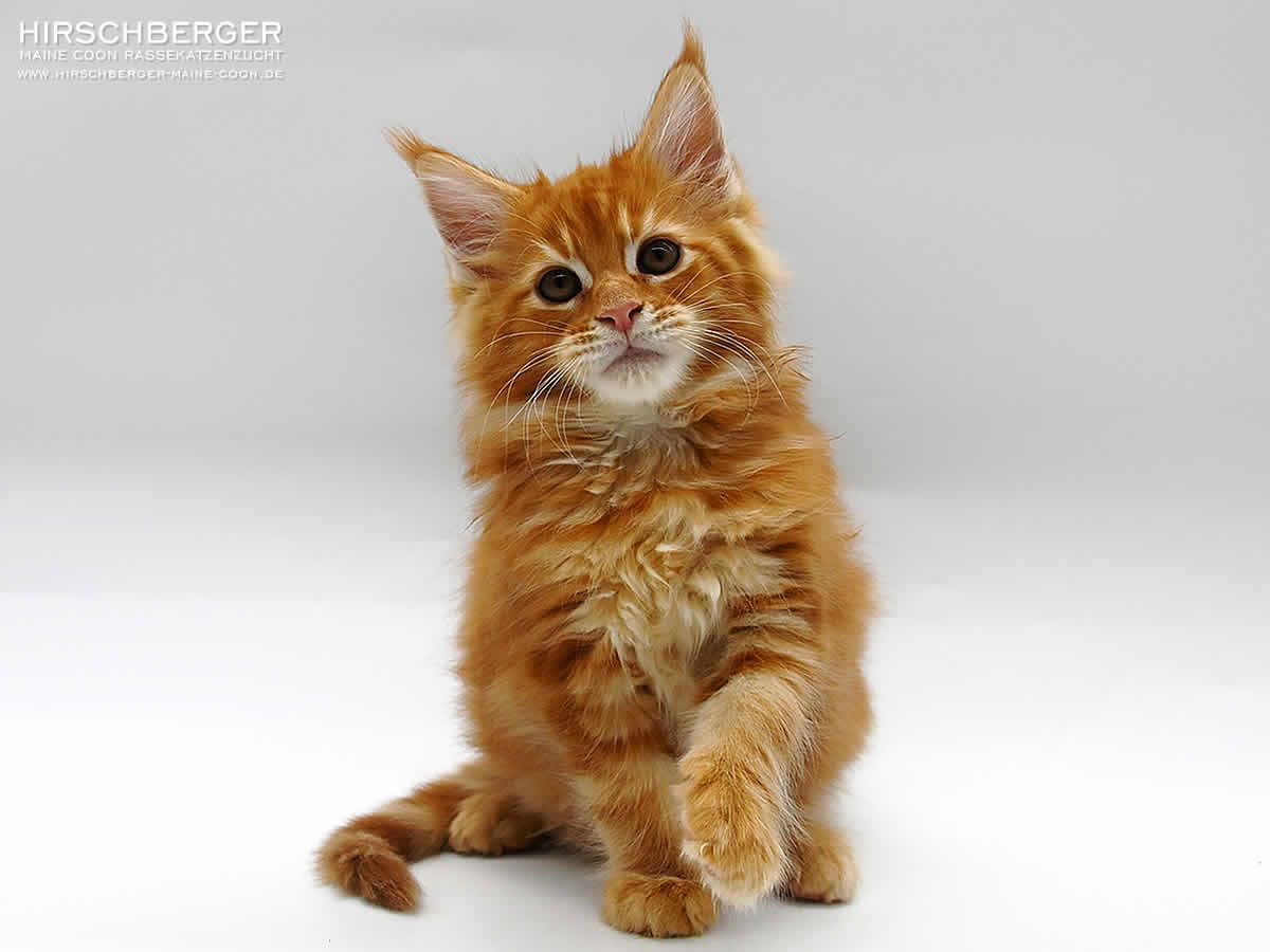 Rotes Maine Coon Baby - Jan ⋆ Seriöser Maine Coon Züchter