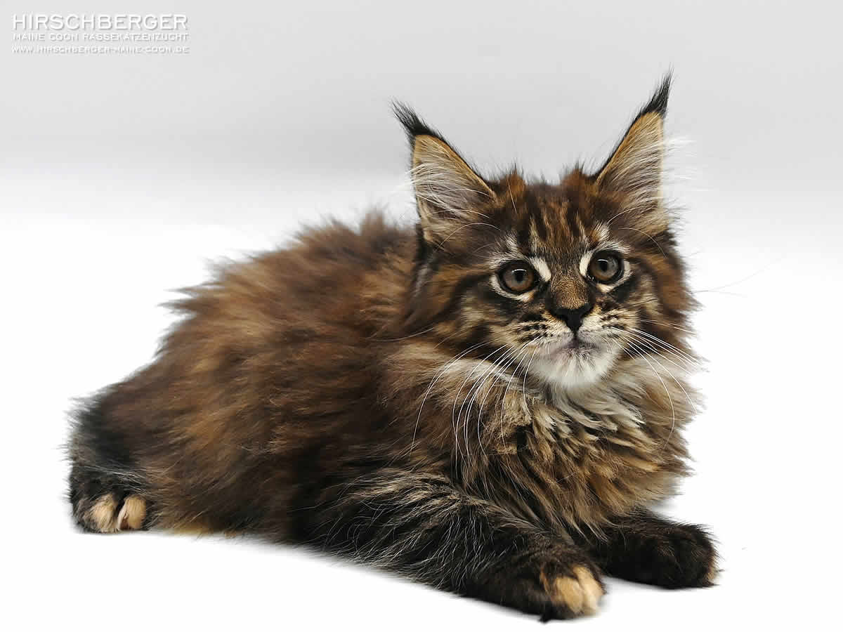 Maine Coon Kitten Jenny ⋆ Maine Coon Baby kaufen
