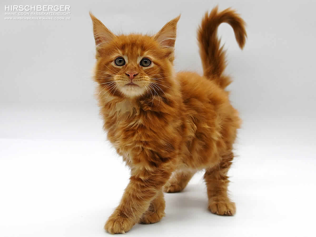 Rotes Katzenbaby - Joe ⋆ Hirschberger Maine Coon Zucht