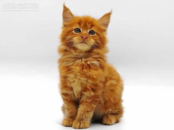 Rotes Katzenbaby - Joe ⋆ Hirschberger Maine Coon Zucht
