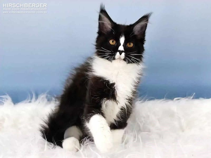Maine Coon Baby kaufen ⋆ Hirschberger Maine Coon Zucht