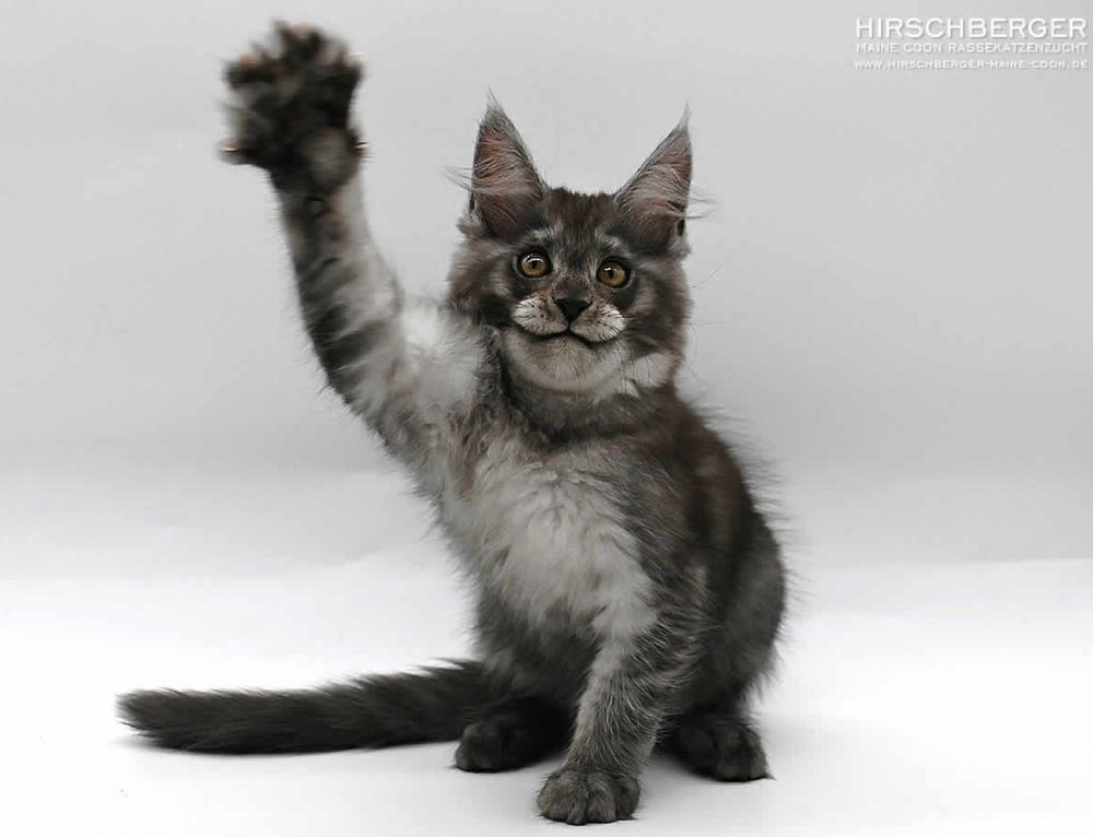 Maine Coon Kitten kaufen ⋆ Merlin ⋆ Maine Coon Züchter