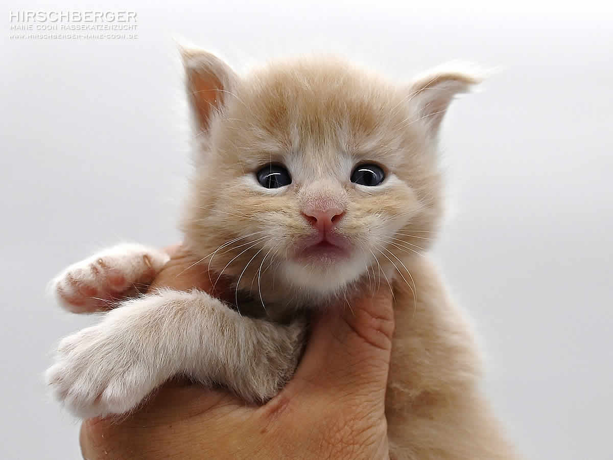 Maine Coon Kitten kaufen ⋆ Merlin ⋆ Maine Coon Züchter