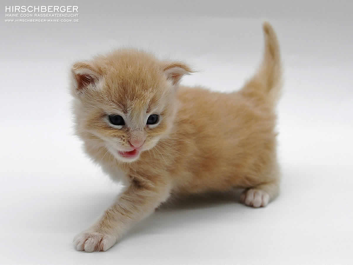Maine Coon Kitten kaufen ⋆ Merlin ⋆ Maine Coon Züchter