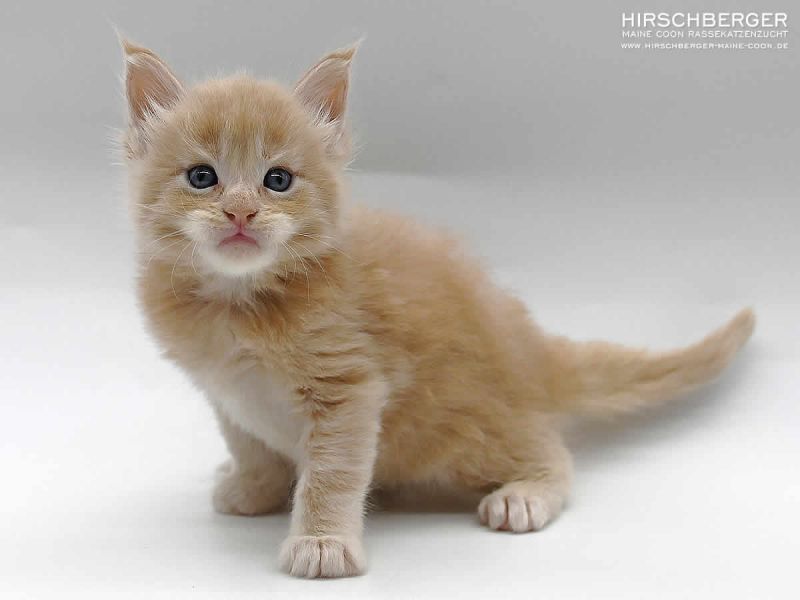 Maine Coon Kitten kaufen ⋆ Merlin ⋆ Maine Coon Züchter