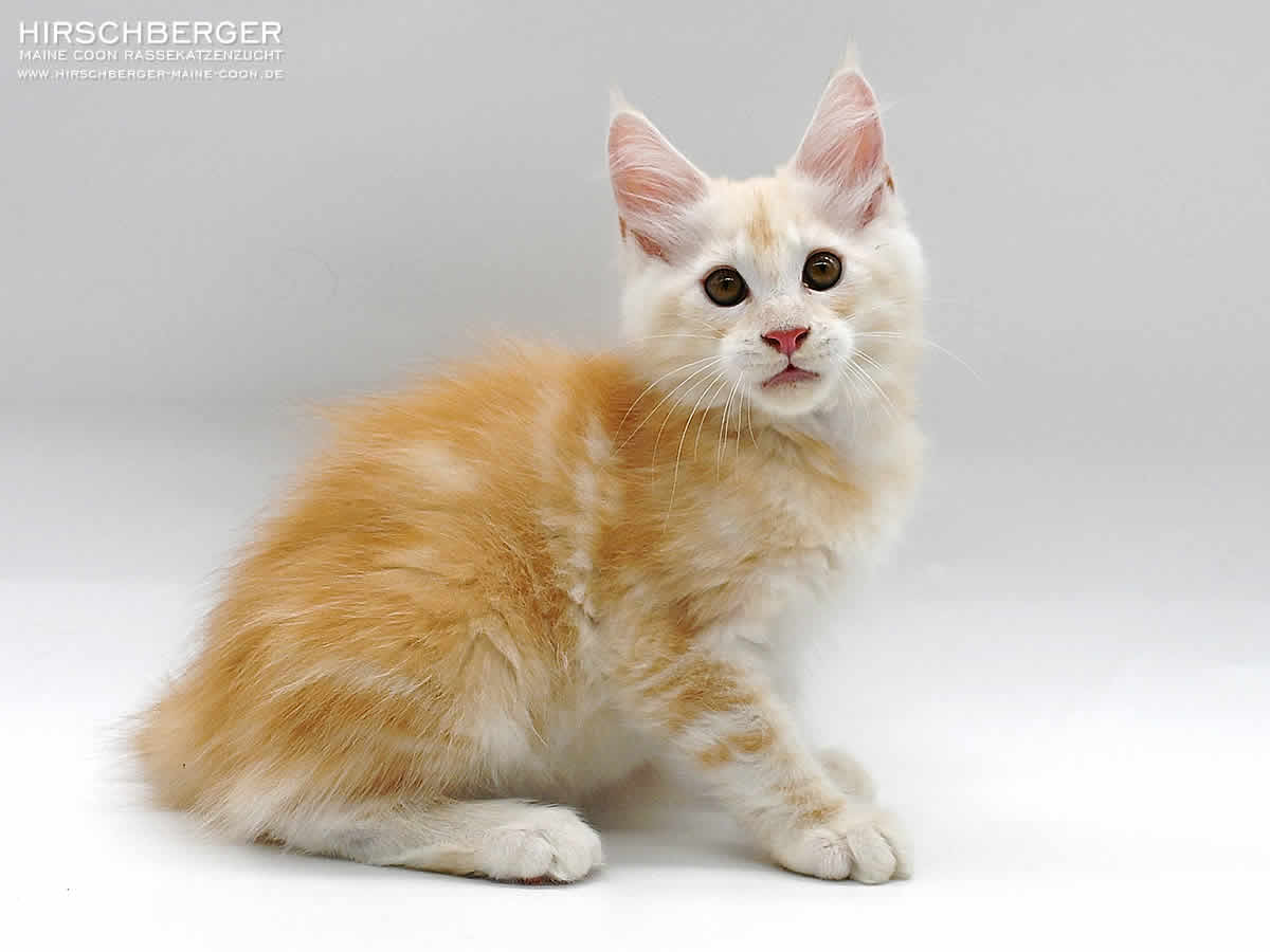 Maine Coon Kitten ⋆ Hirschberger´s Mufasa ⋆ Maine Coon Zucht