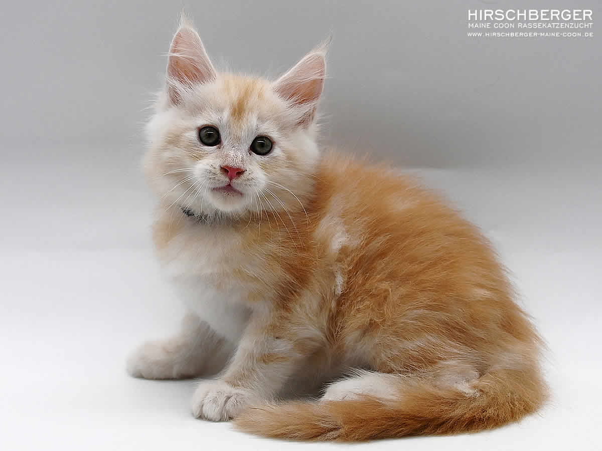 Maine Coon Kitten ⋆ Hirschberger´s Mufasa ⋆ Maine Coon Zucht