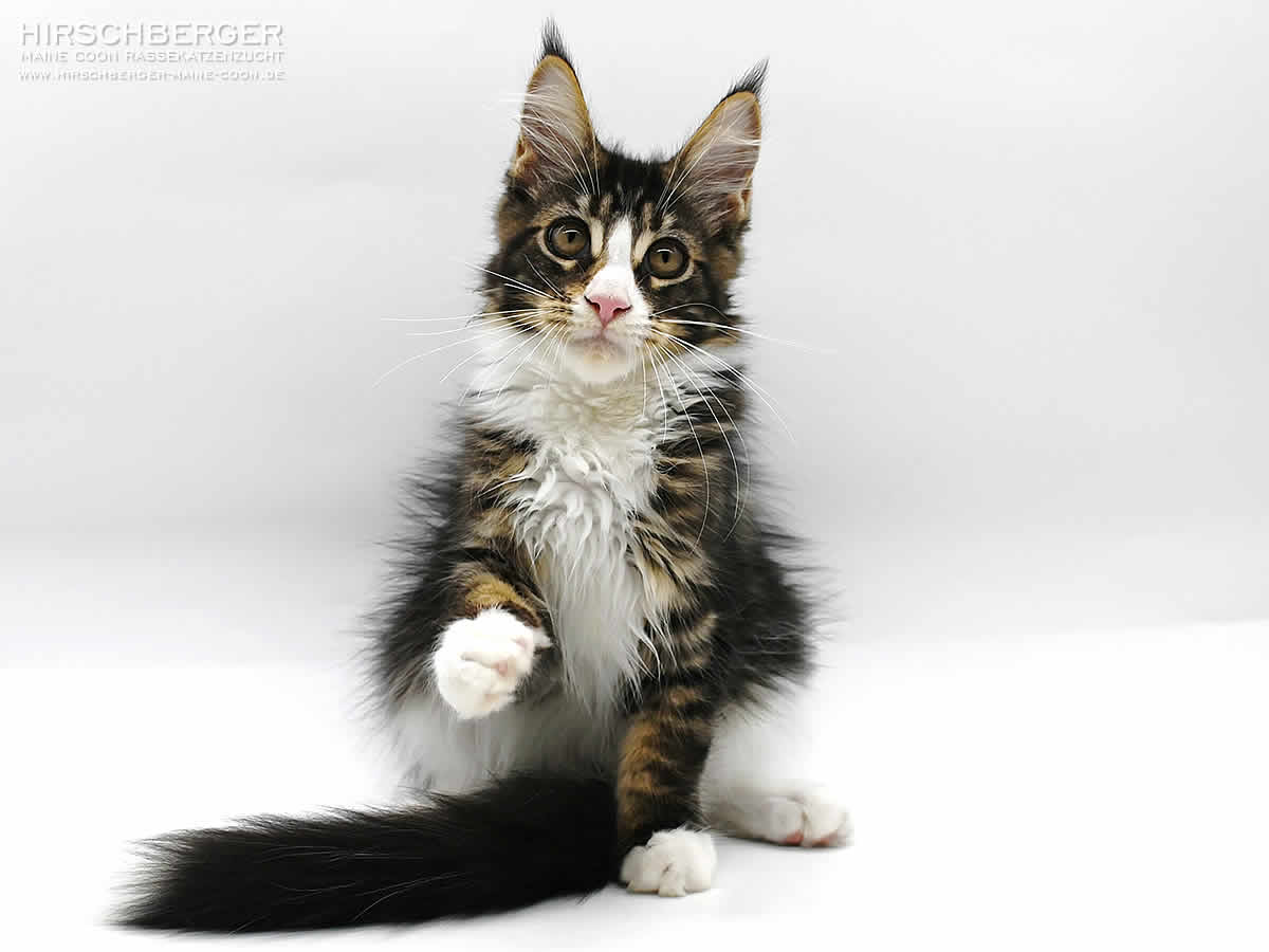 Maine Coon Baby kaufen ⋆ Neo ⋆ Maine Coon Zucht