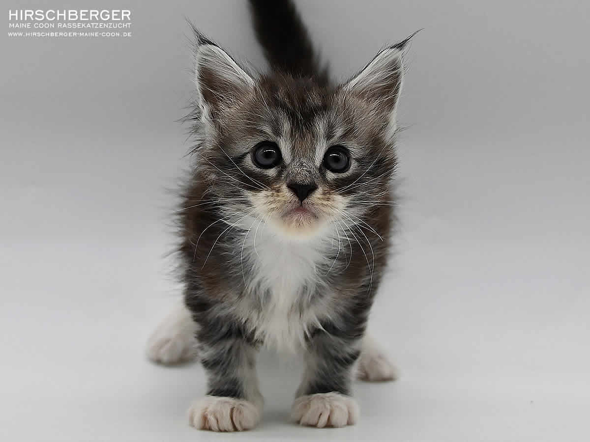 Maine Coon Baby ⋆ Pam ⋆ Seriöser Maine Coon Züchter