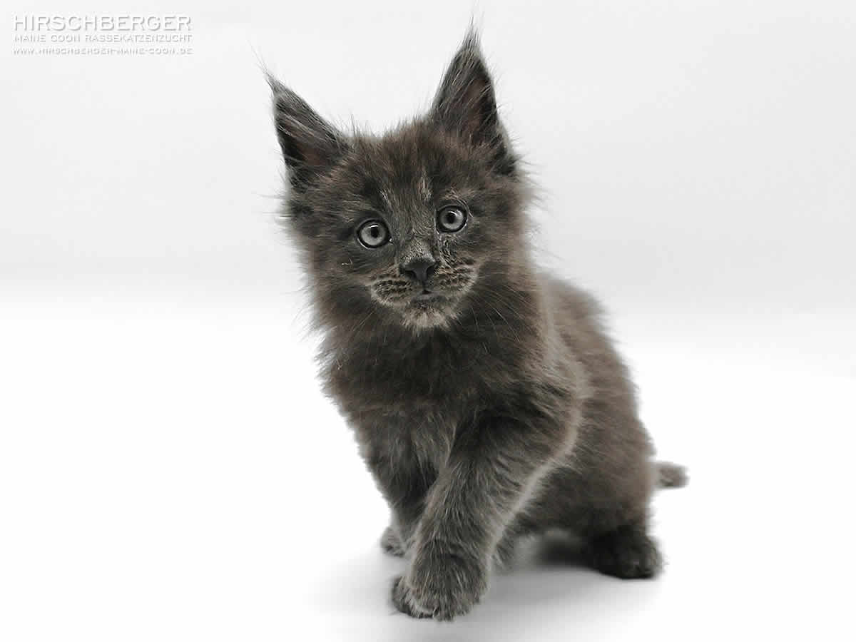 Maine Coon Kitten ⋆ Rambo ⋆ Hirschberger Maine Coon Zucht