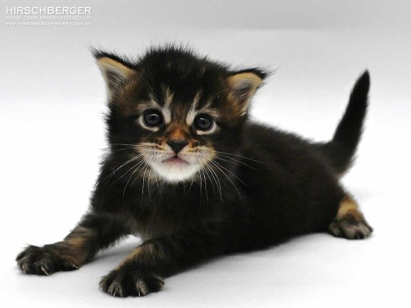 Maine Coon Baby ⋆ Rose ⋆ Maine Coon Züchter DE