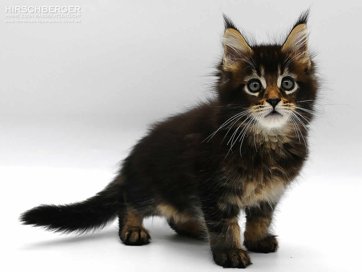 Maine Coon Baby ⋆ Rose ⋆ Maine Coon Züchter DE