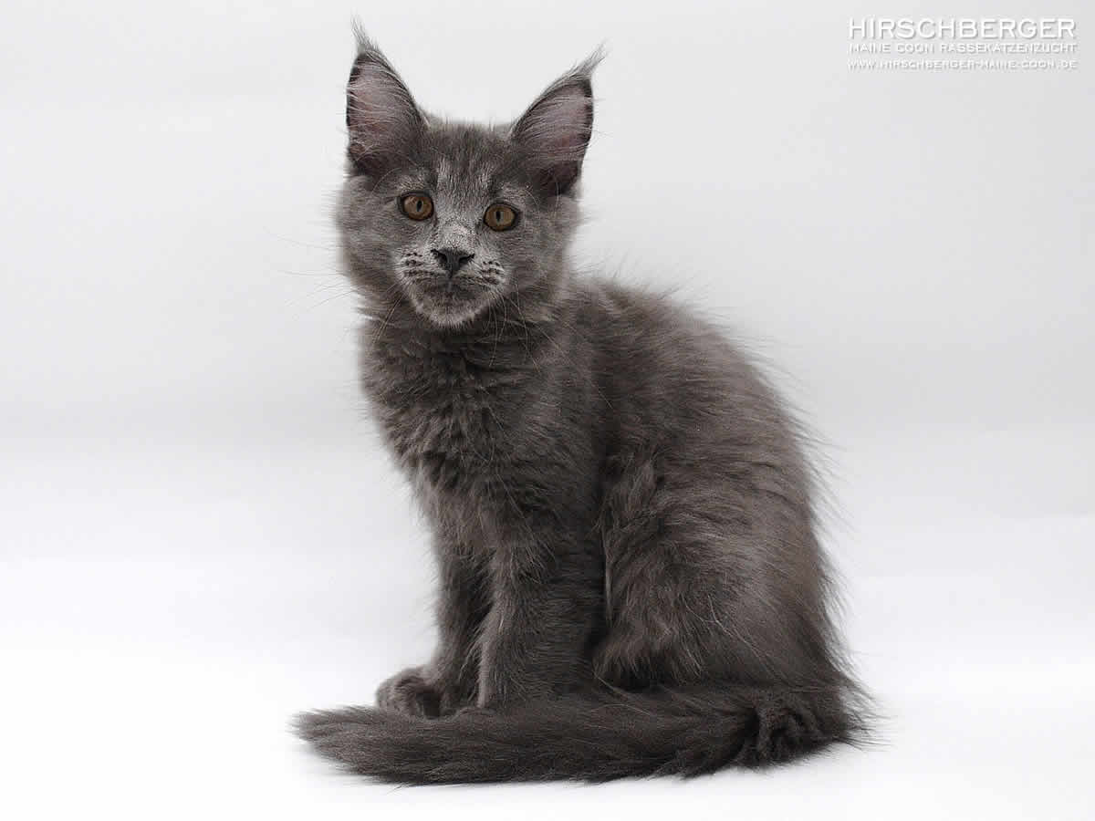 Menkun Katze ⋆ Candy ⋆ Hirschberger Maine Coon Zucht
